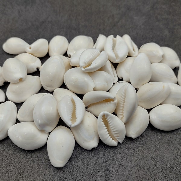Cowrie Shells - Etsy