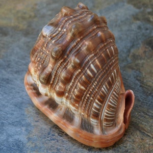 Bullmouth Helmet Seashell Cassis Rufa 1 Shell, Approx. 5-6 Inches - Etsy
