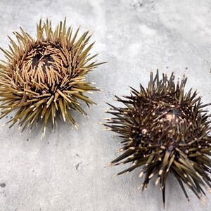 Burrowing Sea Urchin With Spines Echinometra Mathaei (2 Urchins Approx ...