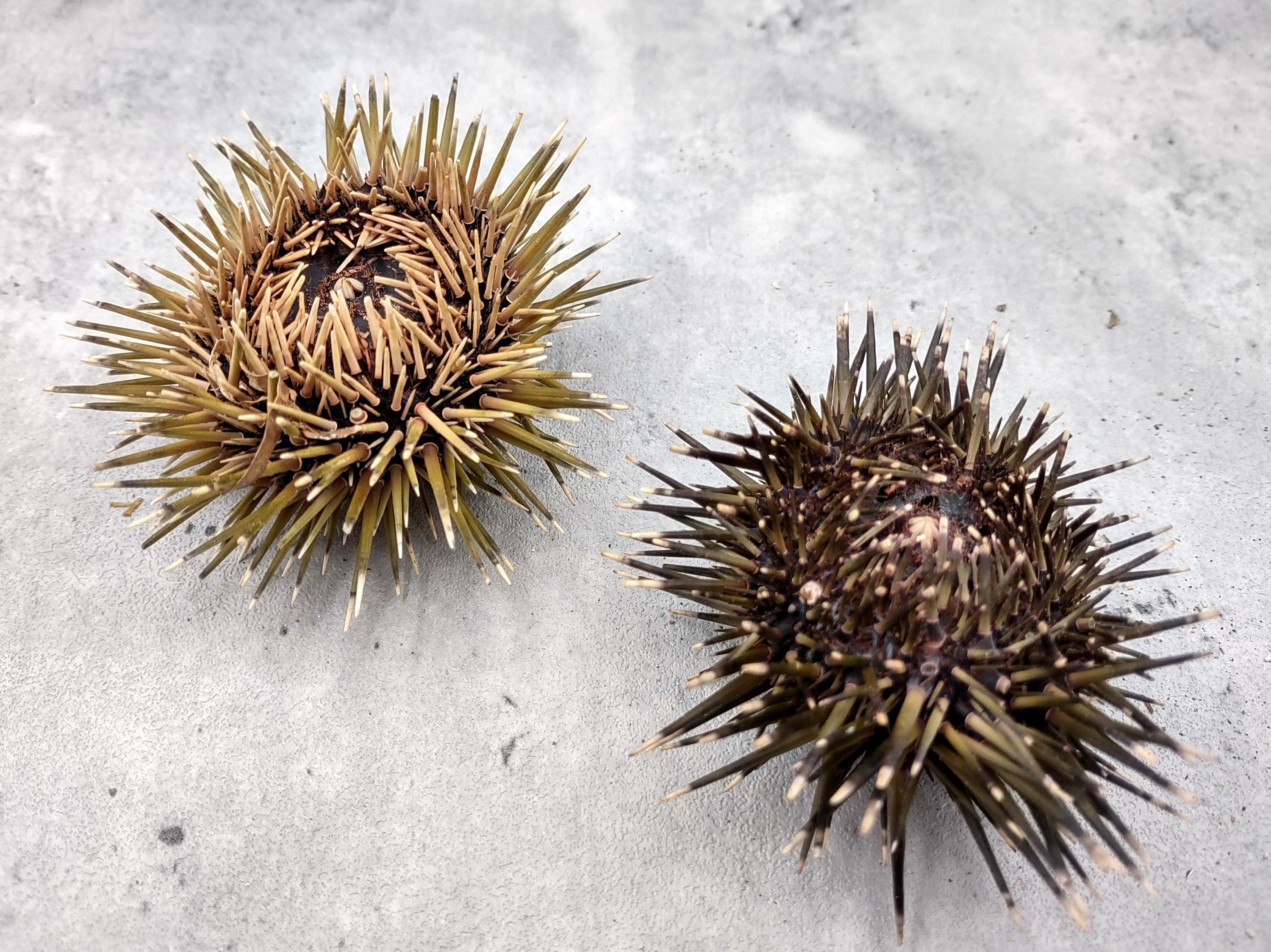 Burrowing Sea Urchin With Spines Echinometra Mathaei (2 Urchins Approx ...