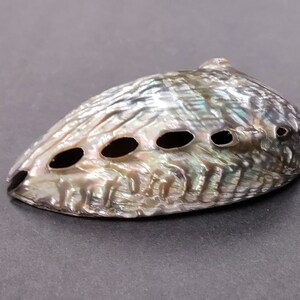 Polished Pink Abalone Haliotis Corrugata 1 Shell 5-6 Inches - Etsy