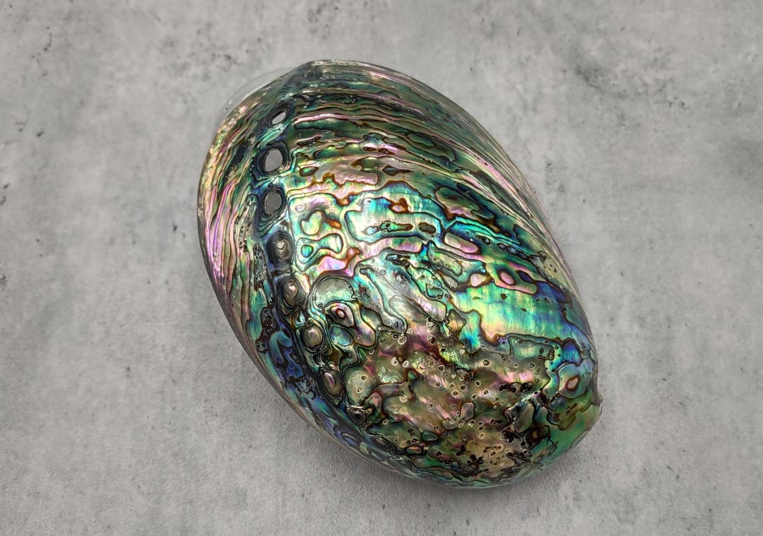 Polished Green Paua Abalone Seashell (1 Shell Approx. 4.5+ Inches ...