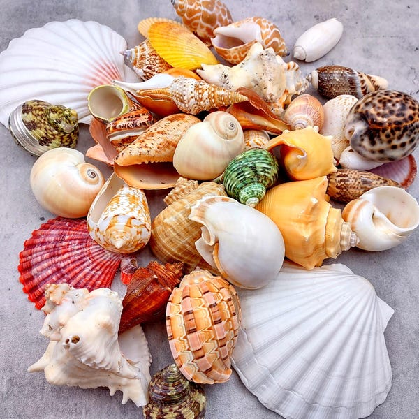 Seashells - Etsy