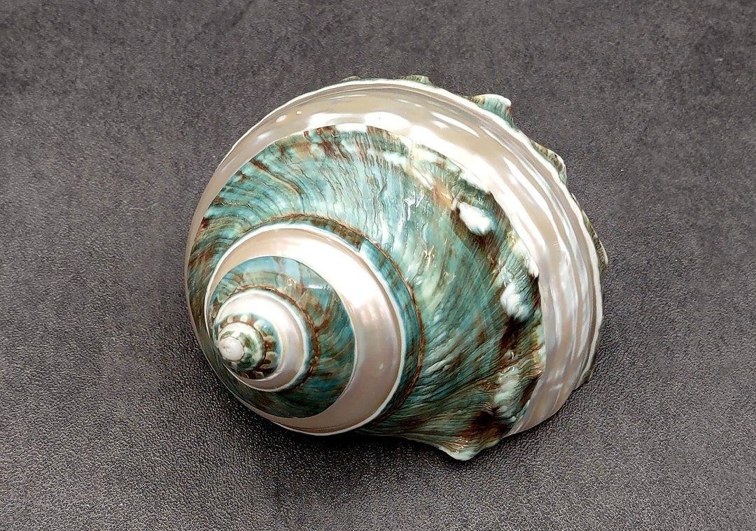 Polished Jade Green Turbo Seashell With Pearlized Stripe Turbo Burgessi ...
