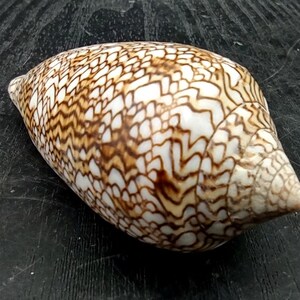 Cloth of Gold Cone Seashell Conus Textile (1 Shell Approx. 2.5+ Inches ...