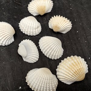 White Ark Clam Seashells Andara Granosa approx. Half Cup 35 Shells 0.5 ...