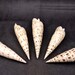 Marlinspike Auger Seashell Terebra Maculata (1 Shell Approx. 6-7 ...