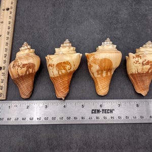 Carved Conch Shell Elephant (1 Shell Approx. 3+ Inches) Conch Shells ...