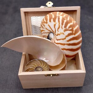 Natural Nautilus Seashell Right Cut Single Half Nautilus Pompilius 1 ...