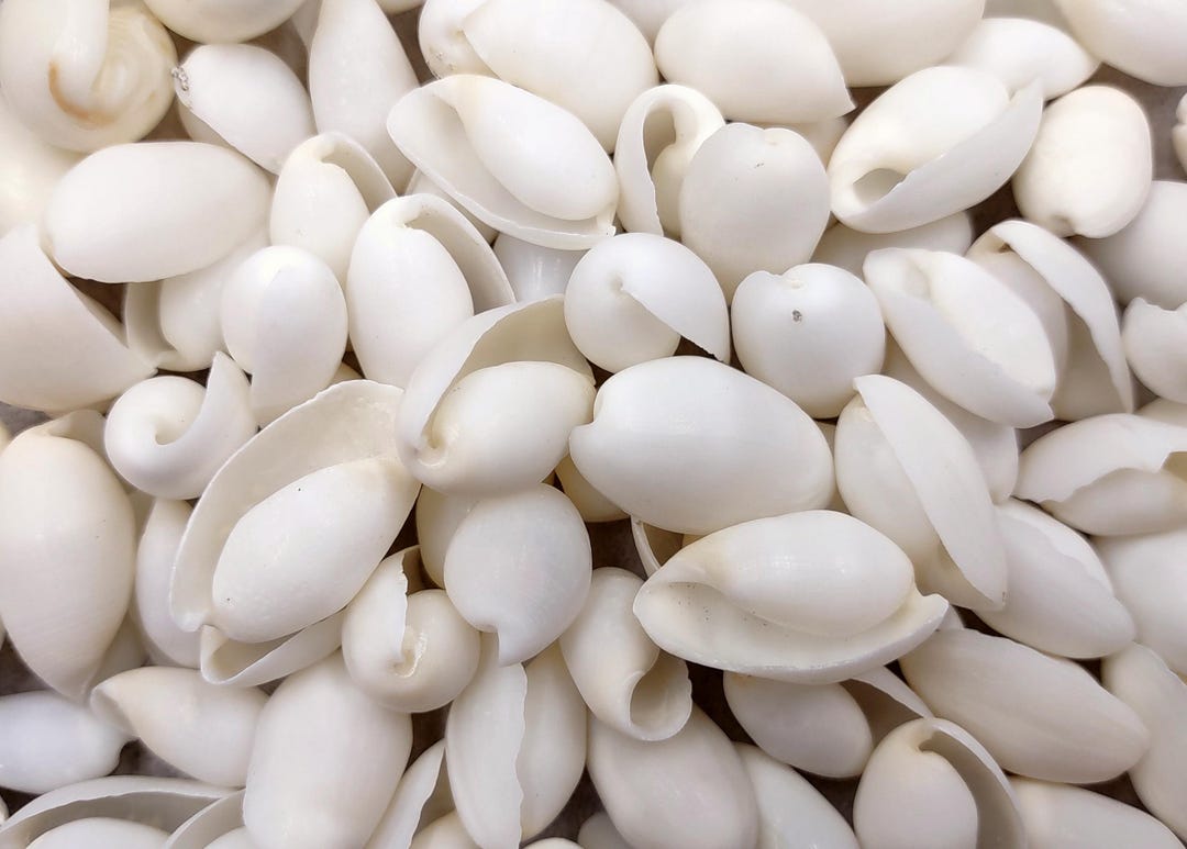 White Bubble Seashells Haminoea Zelandiae (approx. 1 Cup +/-85 Shells 0 ...
