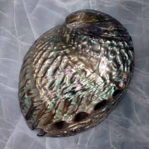 Polished Pink Abalone Haliotis Corrugata 1 Shell 5-6 Inches - Etsy