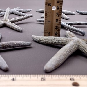 Blue Grey Finger Starfish Linckia Laevigata (3 Starfish Approx. 3 ...