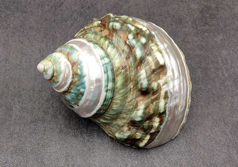 Polished Jade Green Turbo Seashell With Pearlized Stripe Turbo Burgessi ...