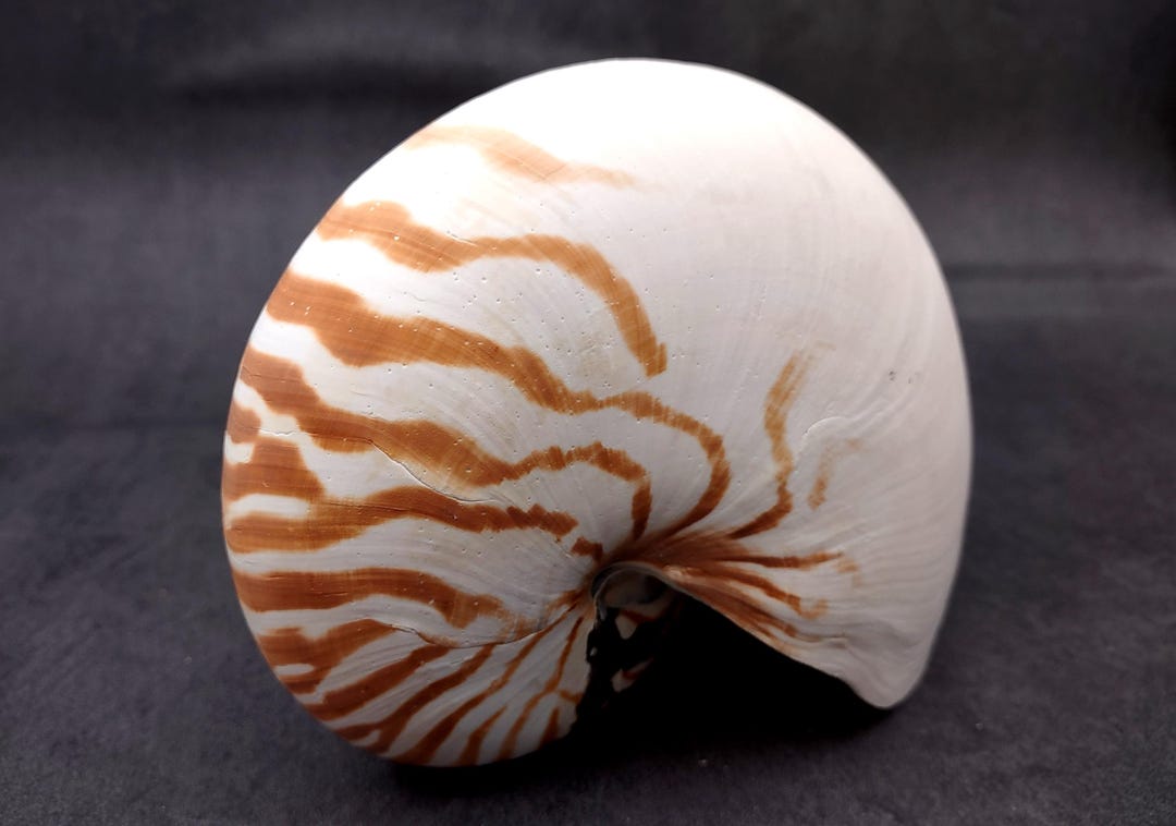 Natural Nautilus Seashell Nautilus Pompilius (1 Shell Approx. 6+ Inches ...
