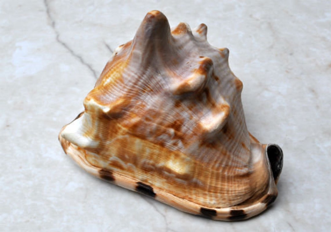 King Helmet Shell Cassis Tuberosa 1 Shell Approx. 5-6 Inches - Etsy