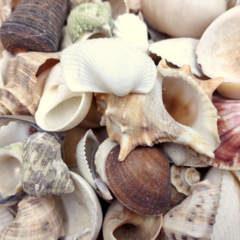 Small Seashells - Etsy
