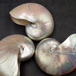 Pearlized Nautilus Seashell Polished Nautilus Pompilius (1 Shell Approx ...
