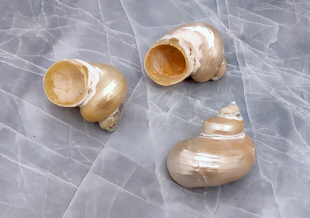 Pearlized Gold Mouth Turbo Seashells Turbo Chrysostomus (3 Shells Approx. 1.75+ Inches) Shells ...