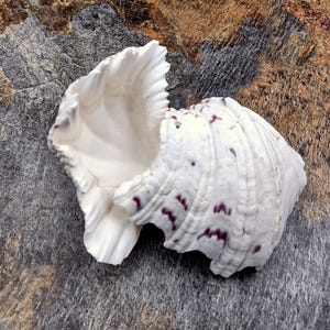 Bear Paw Clam Seashell Hippopus Hippopus (1 Shell Approx. 4+ Inches ...