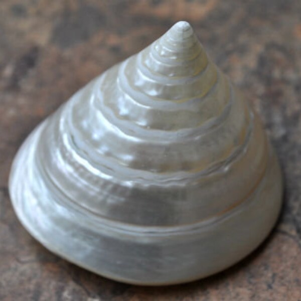 Trochus Shell - Etsy