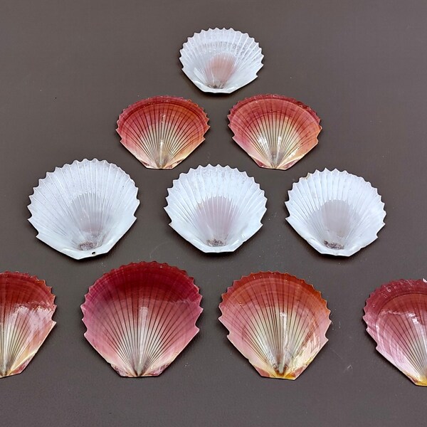 White Sun & Moon Shells - Etsy