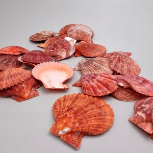 Crimson Red Scallop Seashell Halves Pecten Nobolis (approx. Quarter ...