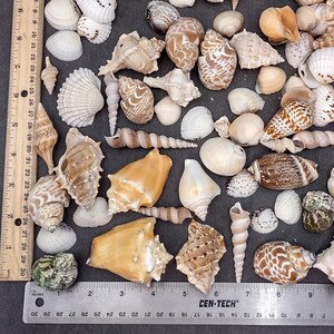 Indian Ocean Seashell Mix (approx. 1 Kilogram 160+ Shells 0.5-2+ Inches ...