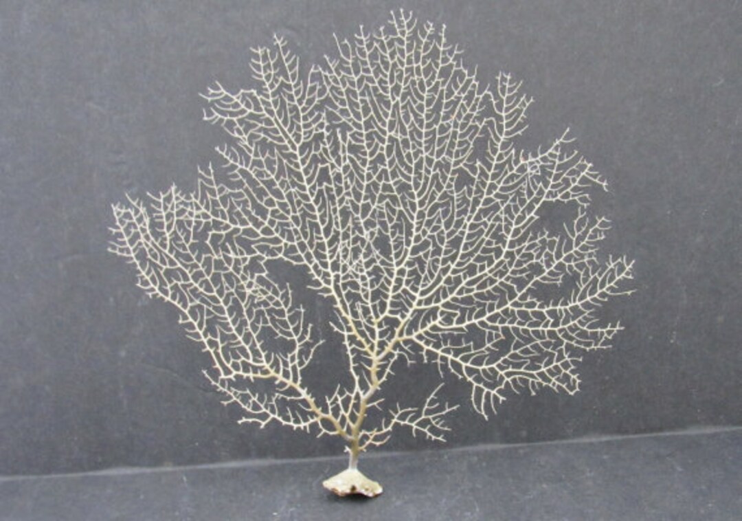 White Sea Fan Coral Gorgonia Ventalina 1 Fan Approx. 5-6 Inches ...