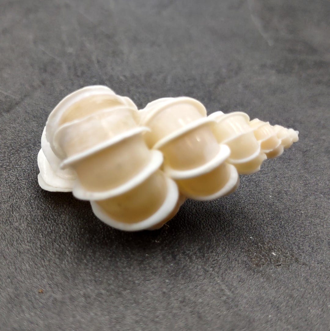 Precious Wentletrap Seashell Epitonium Scalare (1 Shell Approx. 1.5 ...