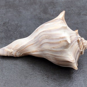 Right Handed Whelk Seashell Knobbed Dark Streaked Busycon Carica 1 ...