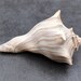 Right Handed Whelk Seashell Knobbed Dark Streaked Busycon Carica 1 ...