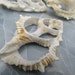 Frilled Frog Center Cut Shells Bursa Rana 5 Shells Approx. 1.5-3 Inches ...