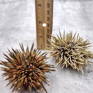 Burrowing Sea Urchin With Spines Echinometra Mathaei (2 Urchins Approx ...