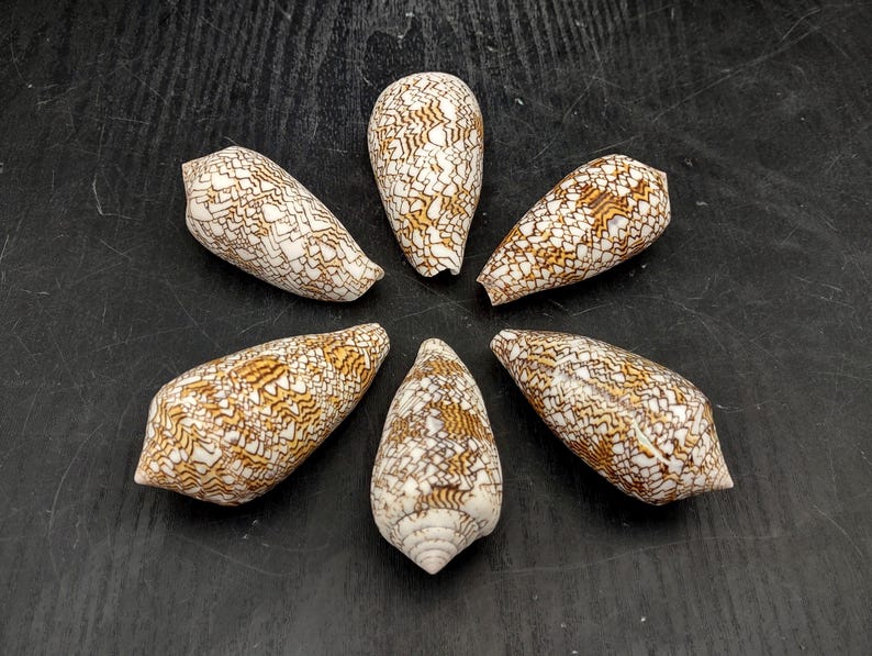 Cloth of Gold Cone Seashell Conus Textile (1 Shell Approx. 2.5+ Inches ...