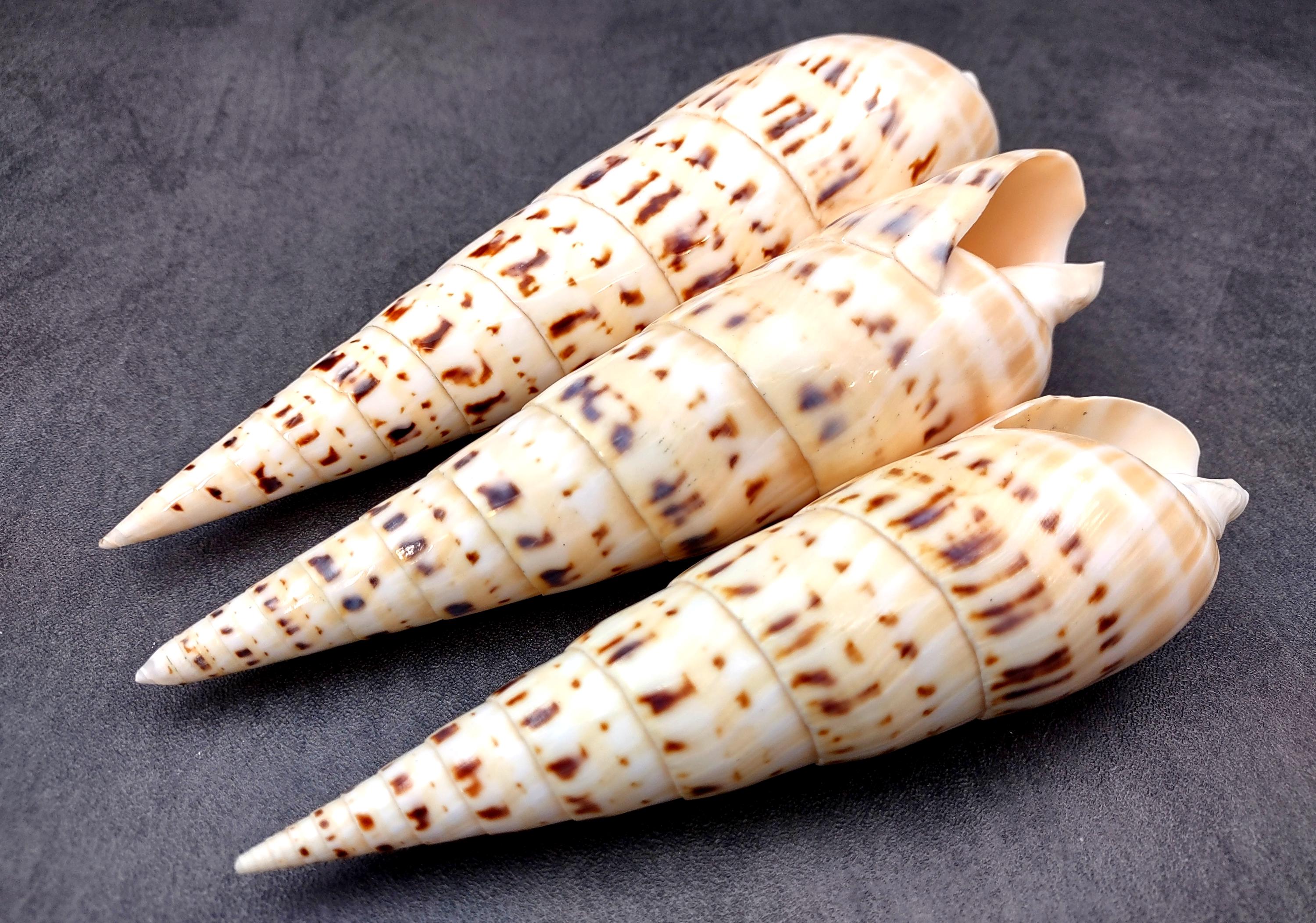 Marlinspike Auger Seashell Terebra Maculata (1 Shell Approx. 5+ Inches ...