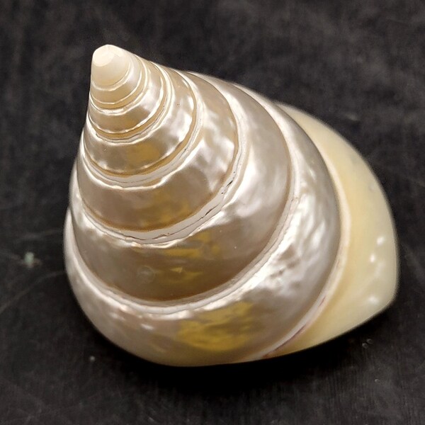 Trochus Shell - Etsy
