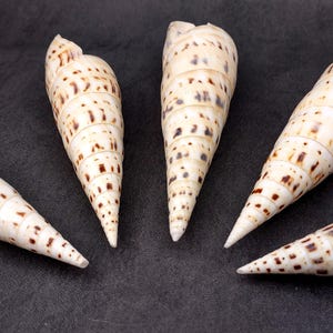 Marlinspike Auger Seashell Terebra Maculata (1 Shell Approx. 6-7 ...