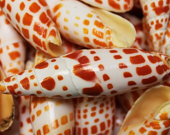 Shark Eye Moon Seashells Polinices Duplicatus 10 Shells Approx. 1-1.5 ...