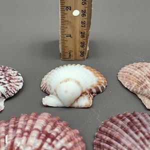 Calico Atlantic Scallop Seashells Argopecten Gibbus 10 Shells Approx. 2 ...