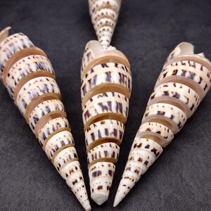Spiral Cut Marlinspike Auger Seashell Terebra Maculata (1 Shell Approx ...