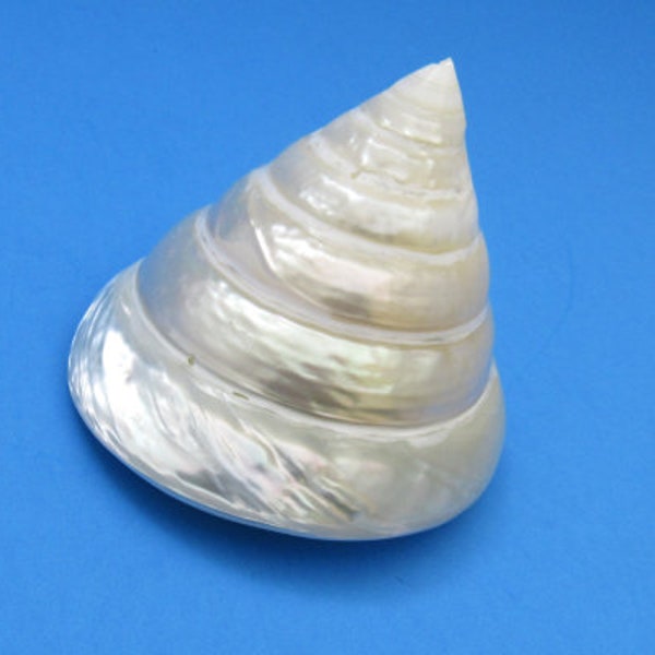 Trochus Shell - Etsy