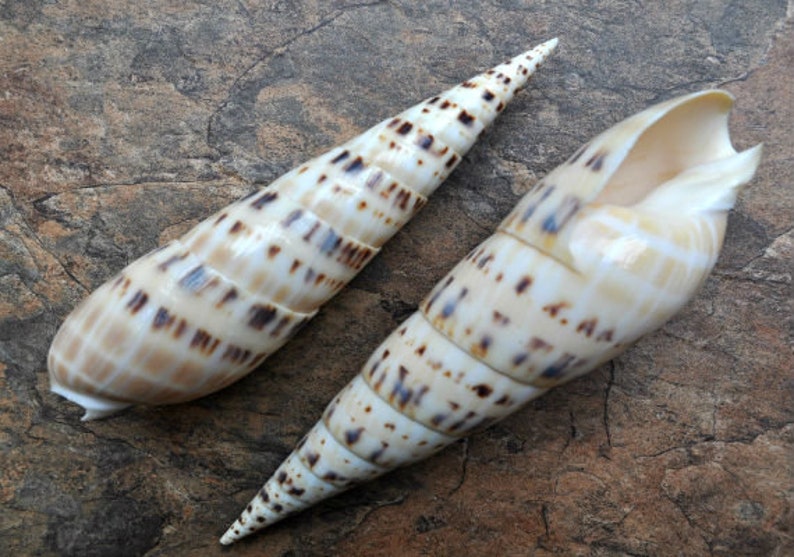 Marlinspike Auger Seashell Terebra Maculata 1 Shell - Etsy