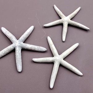 Blue Grey Finger Starfish Linckia Laevigata (3 Starfish Approx. 3 ...
