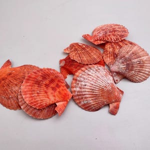 Crimson Red Scallop Seashell Halves Pecten Nobolis (approx. Quarter ...