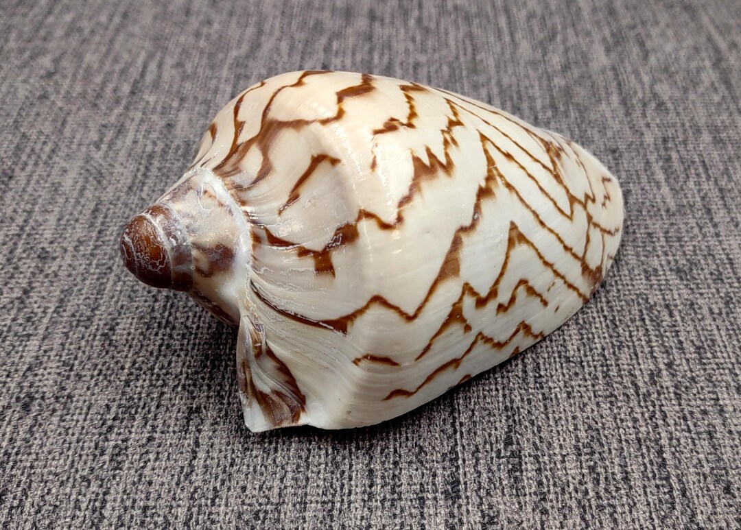 Noble Volute Seashell Tan Brown Voluta Nobilis (1 Shell Approx. 3 ...