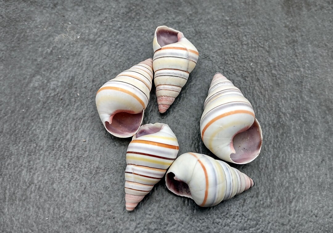 Candy Cane Landsnail Shells Colorful Striped Linguus Virgineus (5 ...