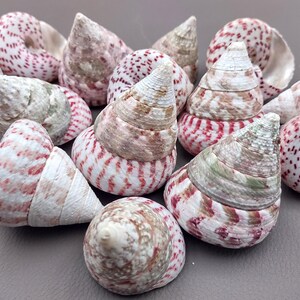 Strawberry Trochus Seashells Red White Rochia Conus (4 Shells Approx. 1 ...