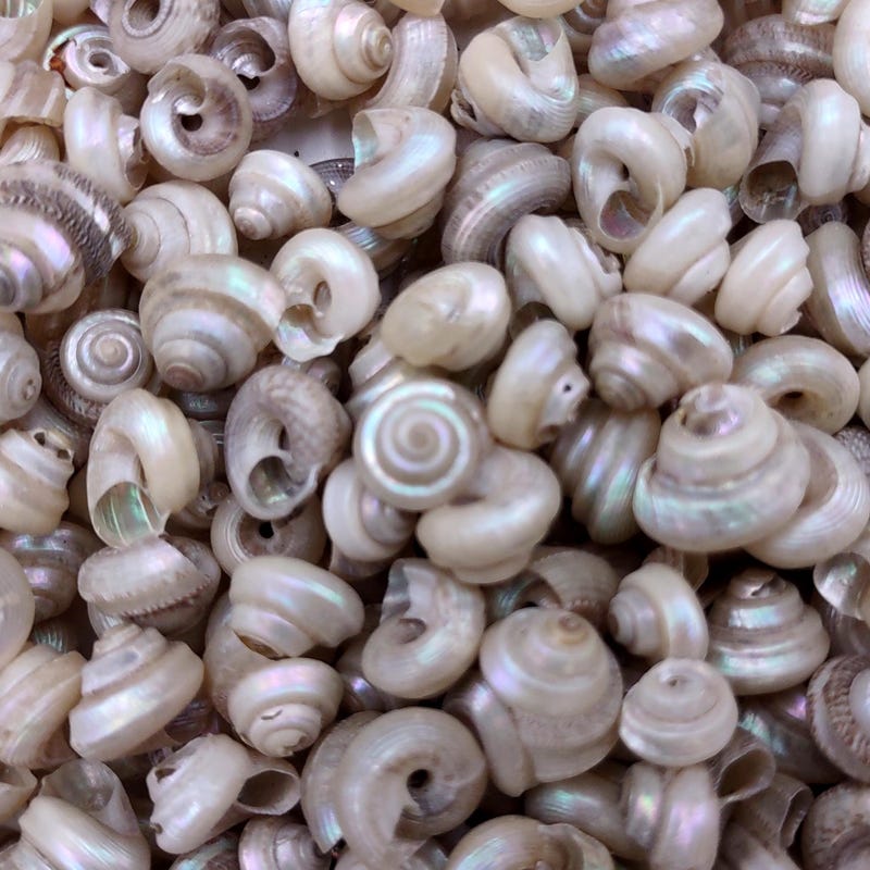 Trochus Shell - Etsy