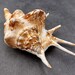 Giant Frog Seashell Bursa Bubo 1 Shell 4 Inches Lovely Shells for Any ...