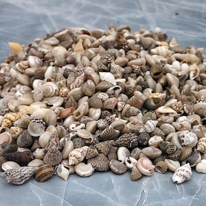 Tiny Seashell Assorted Ocean Mix for Crafts approx. 750-800 Shells .25. ...